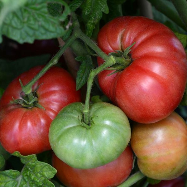 Native Tomato Seeds - Tomato Kinalabasa Seeds - Heirloom Seeds ...