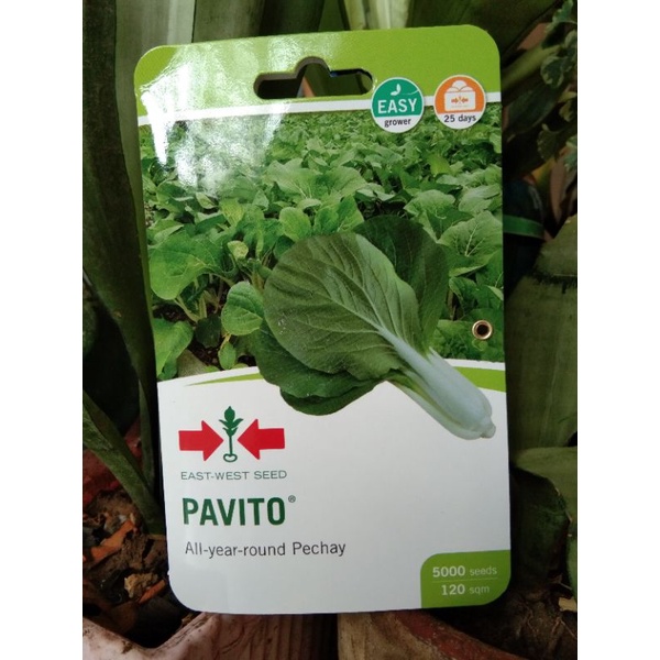 East West Pavito Pechay ( 5000 Seeds ) | Shopee Philippines