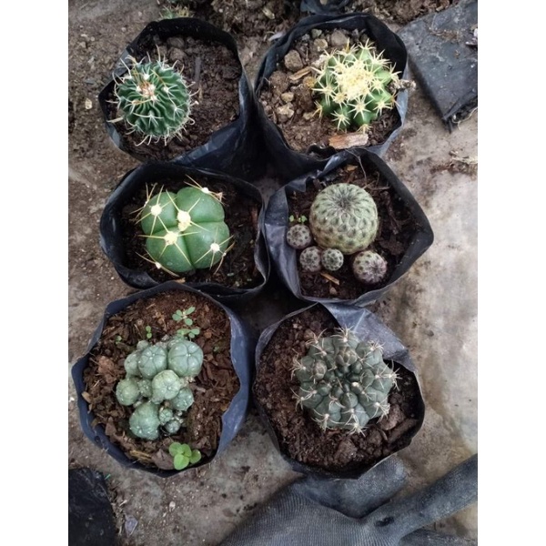 Rare and Collectible Cactus (Live Cactus) | Shopee Philippines