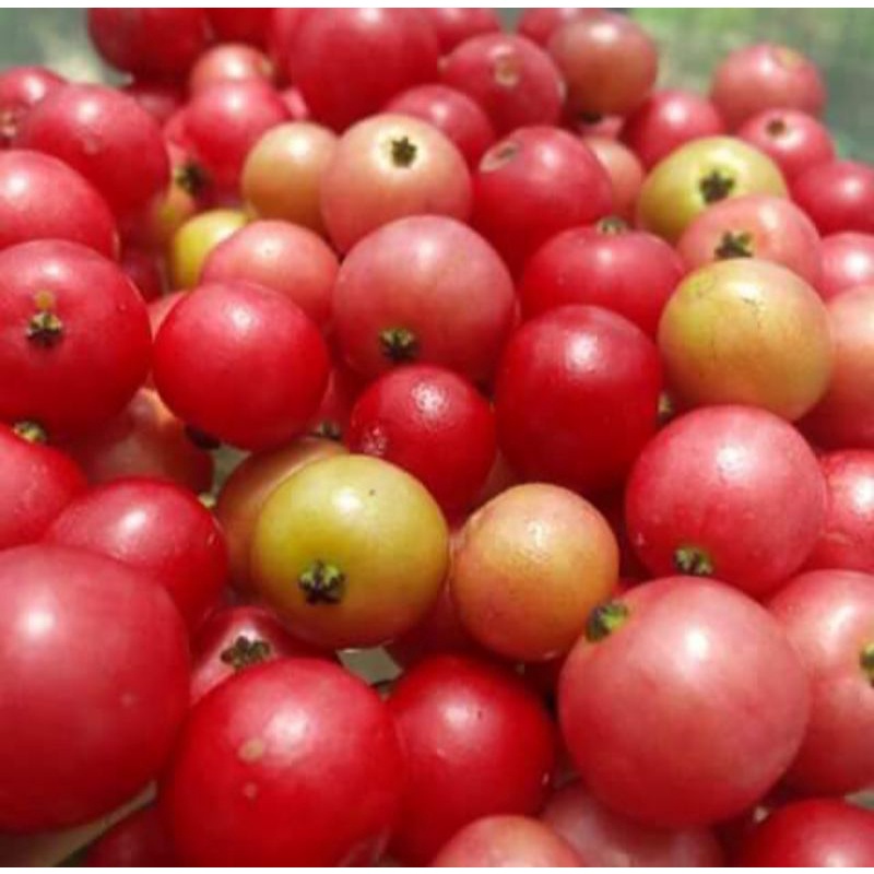 Aratelis Fruits seeds for planting/Sarisa/mansanitas(100Seeds) | Shopee ...