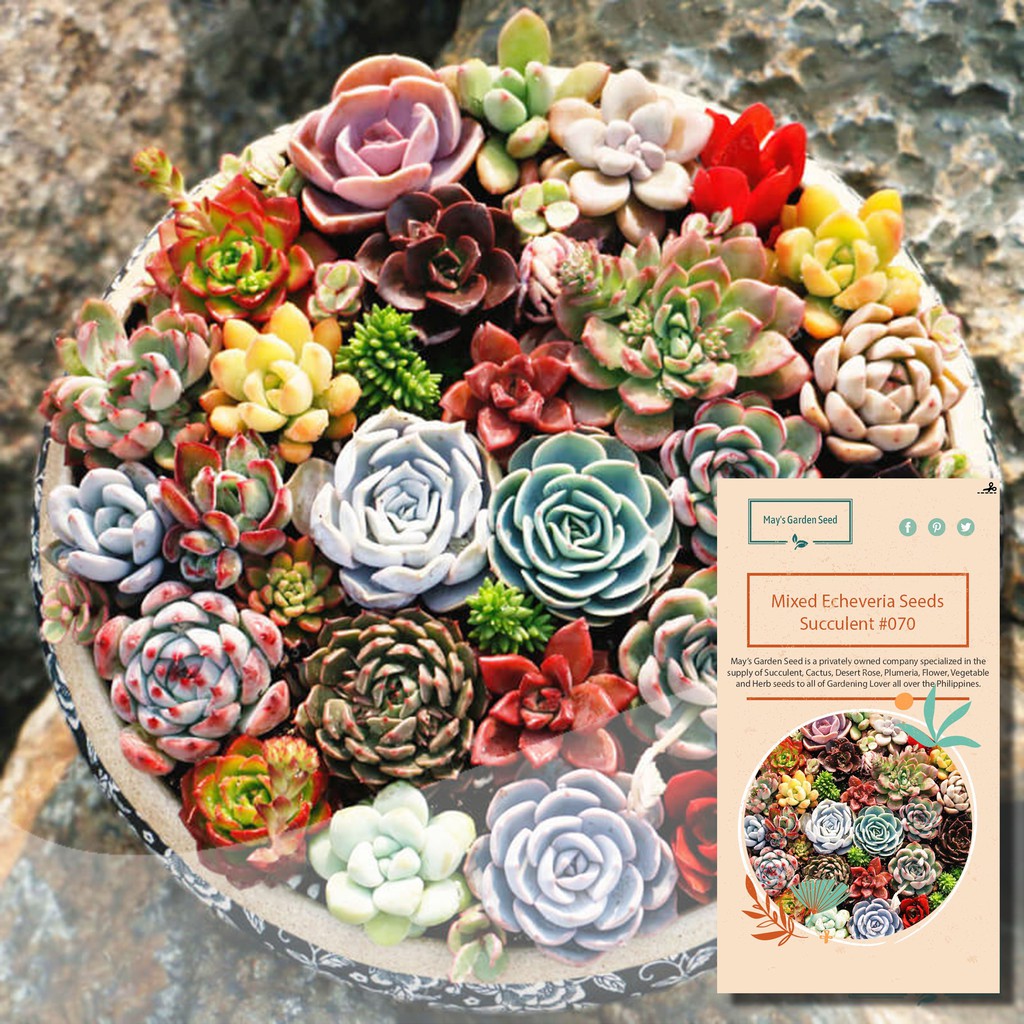 succulent plants - Best Prices and Online Promos - Feb 2023 | Shopee ...