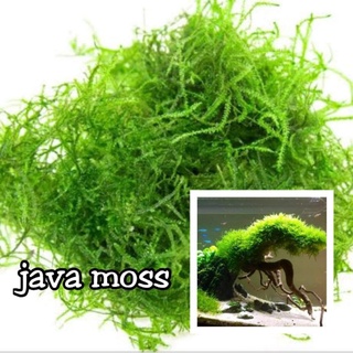 Java moss & Christmas moss Aquatic plants | Shopee Philippines