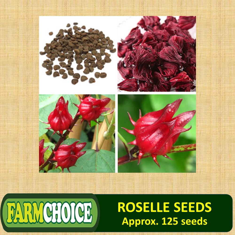 Roselle Seeds for Planting (125 seeds) | Shopee Philippines