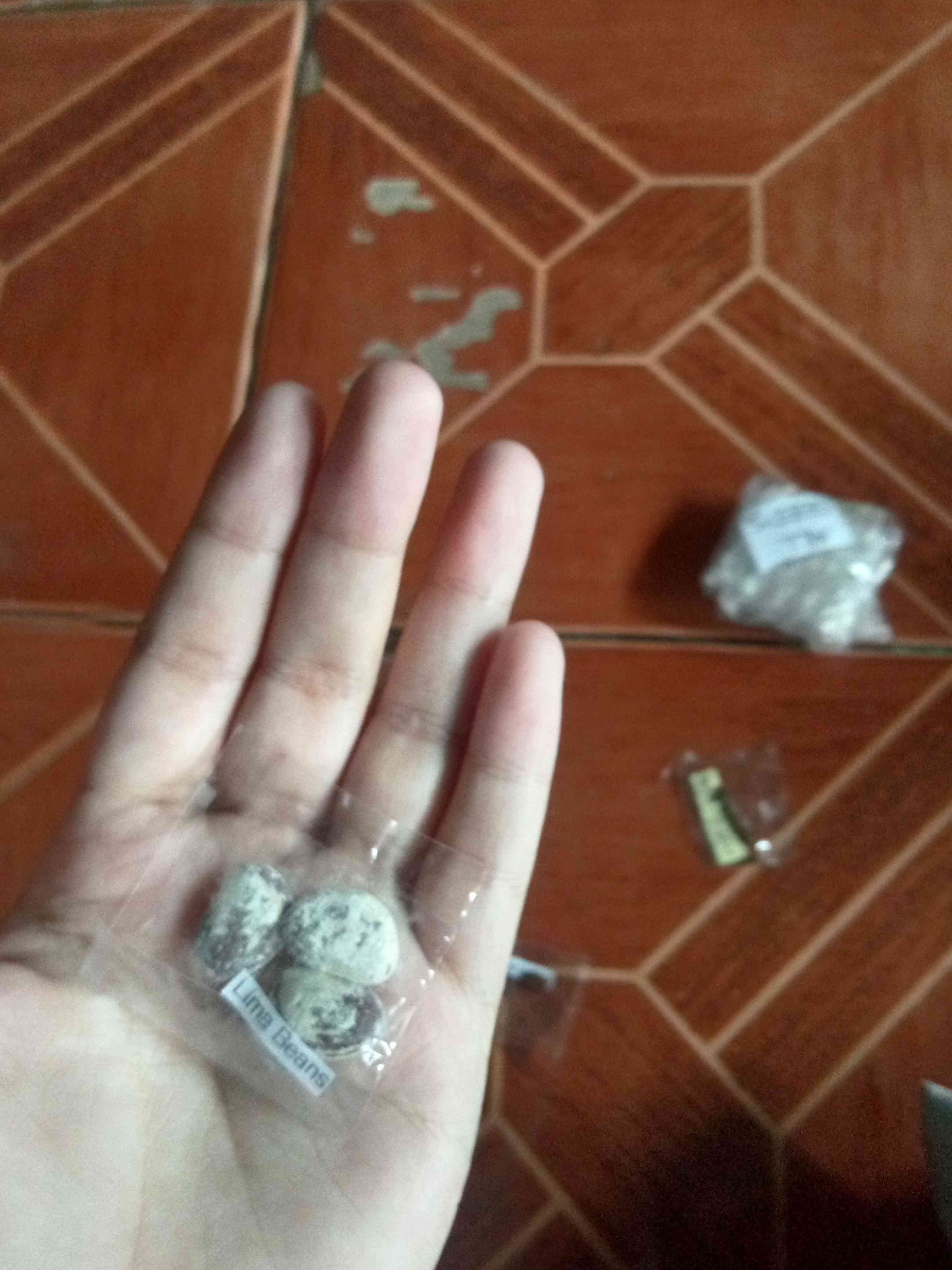 lima beans butter legumes vegetable seeds patani | Shopee Philippines