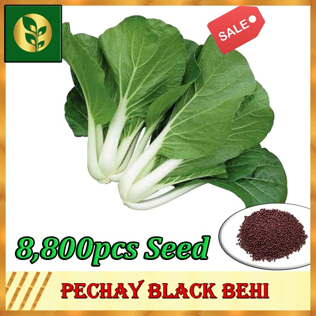 Pechay Seeds | Vegetable Seeds | Golden Plant and Seed Store | Shopee ...