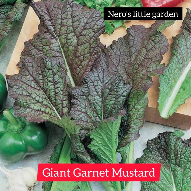 giant garnet mustard seeds ( 25 seeds) | Shopee Philippines