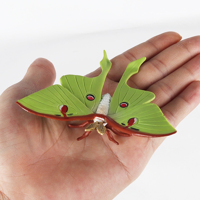 Insect Luna moth butterfly model kids science and education cognitive ...