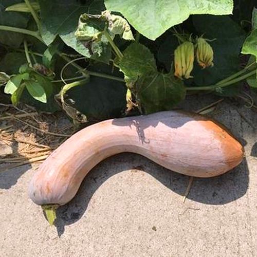 Golden Hook Sweet Pumpkin Kalabasa Vegetable Variety Seeds ( 20 seeds ...