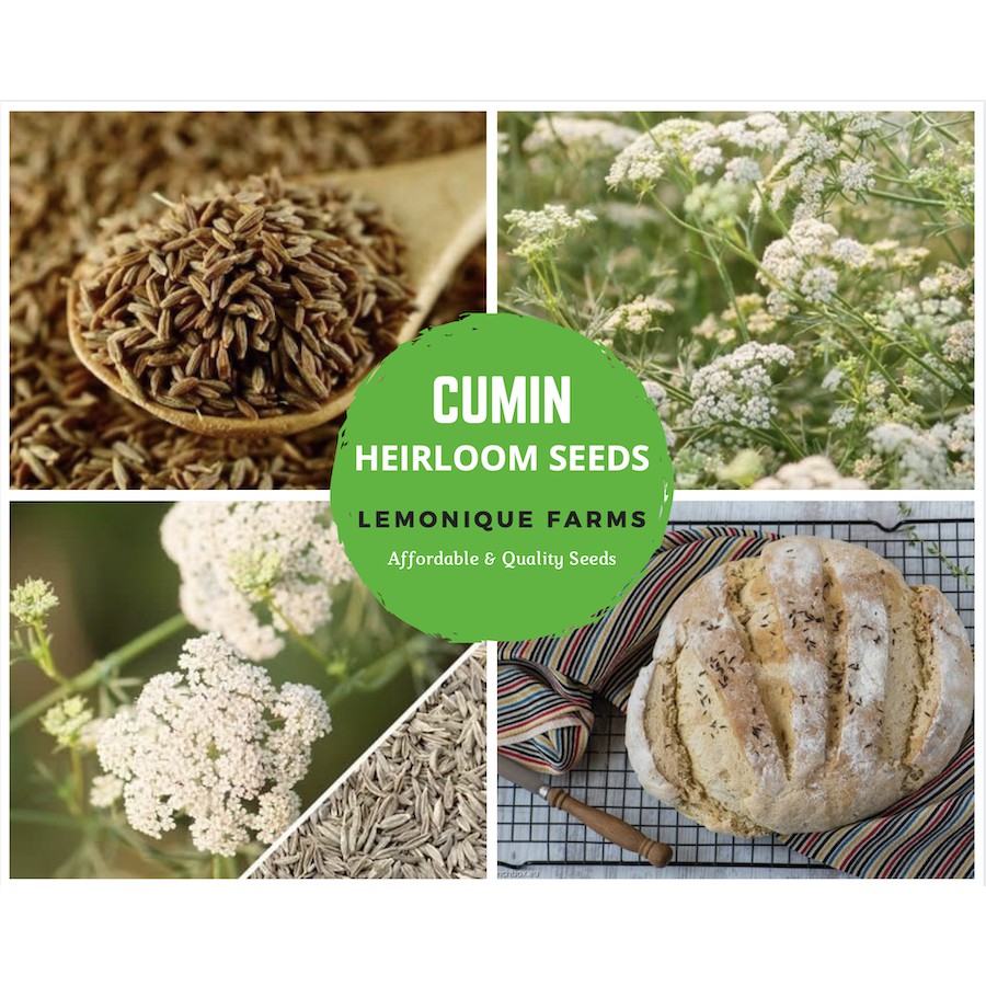 Heirloom Cumin Seeds Cumin Herb Spice Seeds for planting | NON-GMO ...