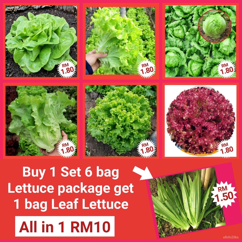 6-in-1-set-baoji-benih-salad-6-jenis-free-1-lettuce-seeds-set-6-1-6