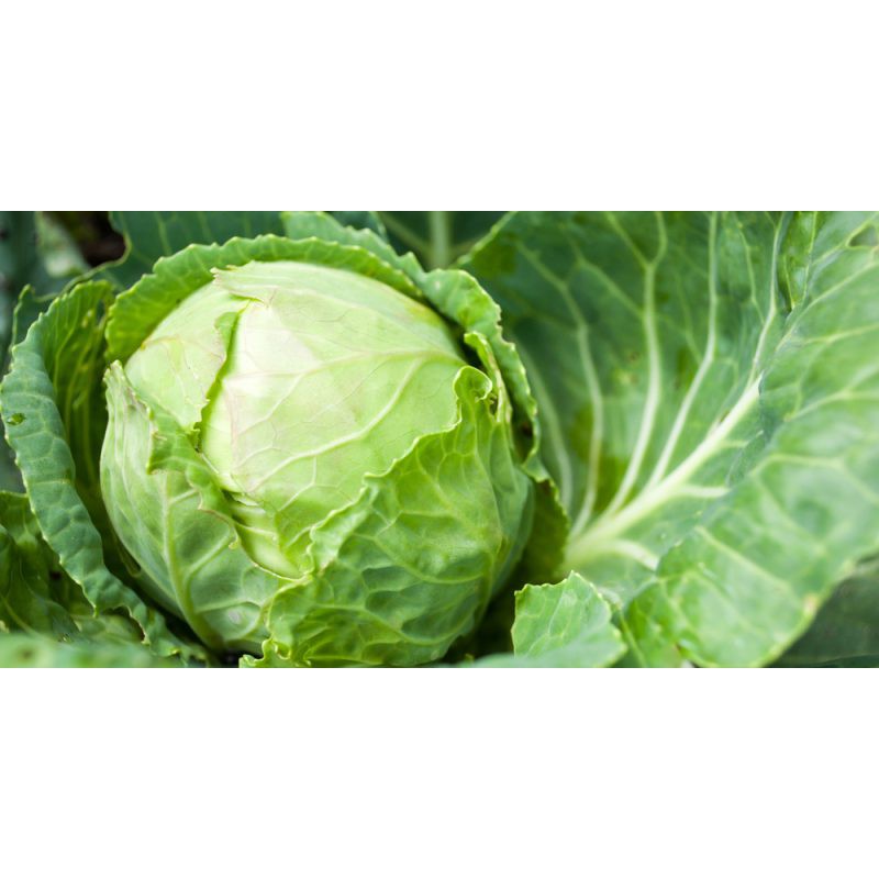 Cabbage Vegetable (Repolyo 35Seeds) | Shopee Philippines