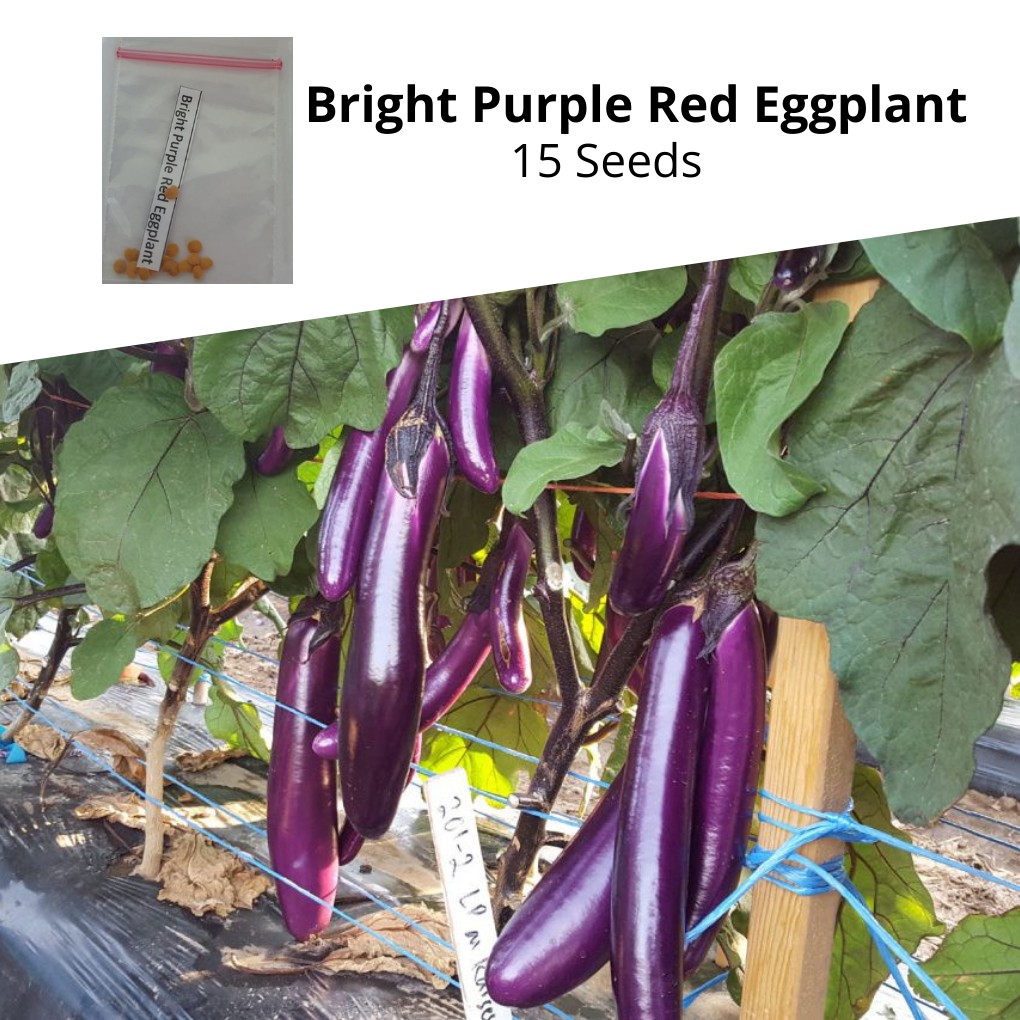 Bright Purple Red Eggplant | Fruit Seeds | Shopee Philippines