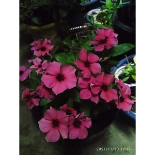 Indonesian Vinca/Periwinkle Tattoo Raspberry (10 seeds) | Shopee ...