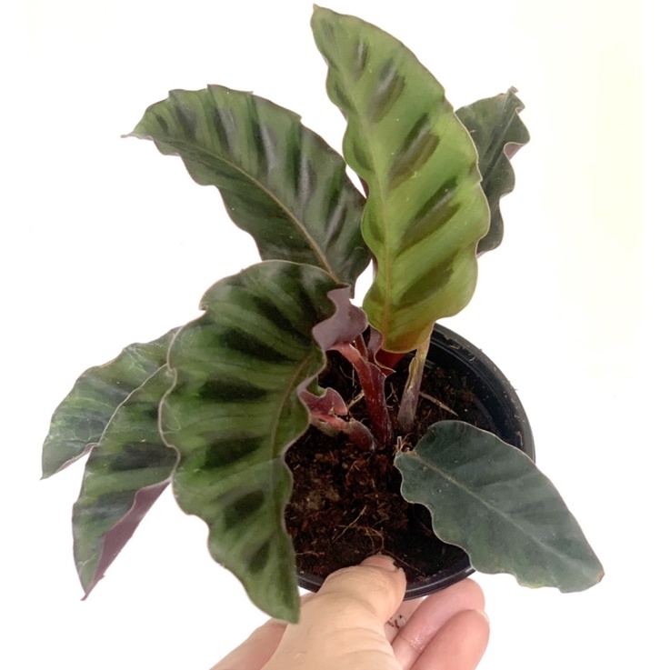 Calathea Gandersii RARE | Shopee Philippines
