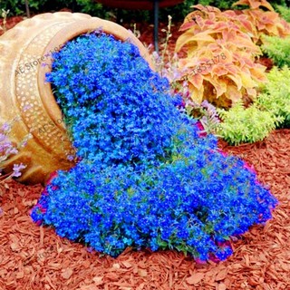 200pcs Creeping Thyme Seeds or Blue Rock Seeds Ground Cover Perennial ...