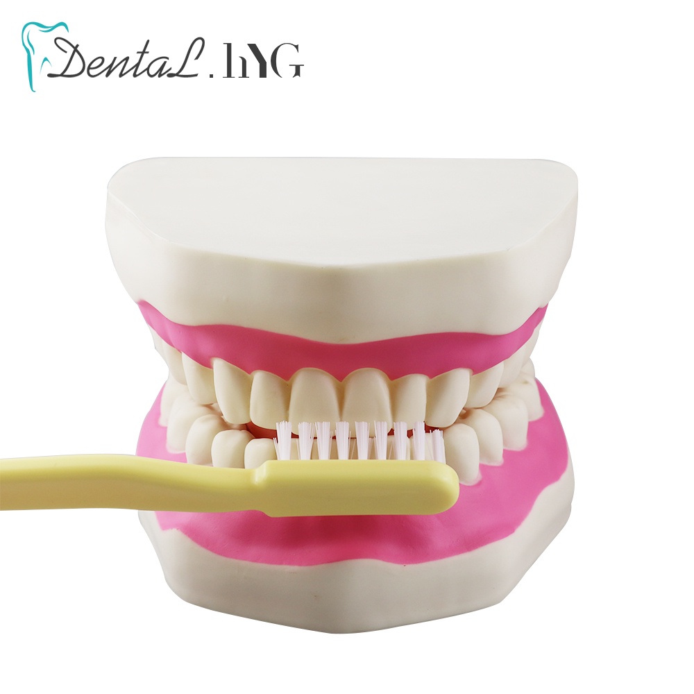 Dental Model Teeth 6 Times Normal Brushing Model With Big Toothbrush ...