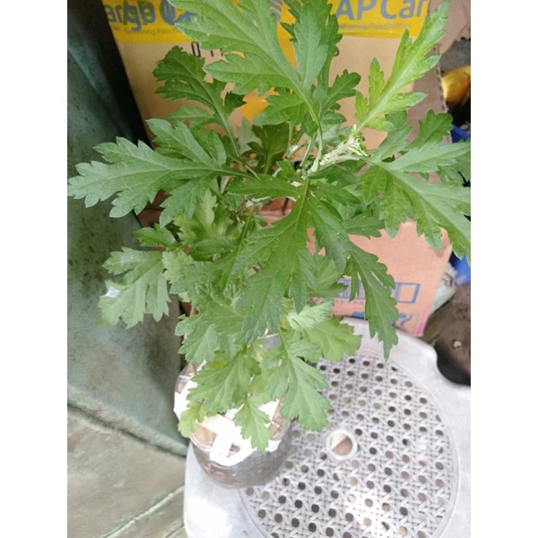 HERBAL PLANT/HILBAS/DAMONG MARIA/LIVE PLANT | Shopee Philippines