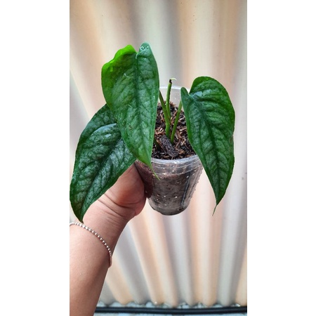 Monstera Seltipicana | Shopee Philippines