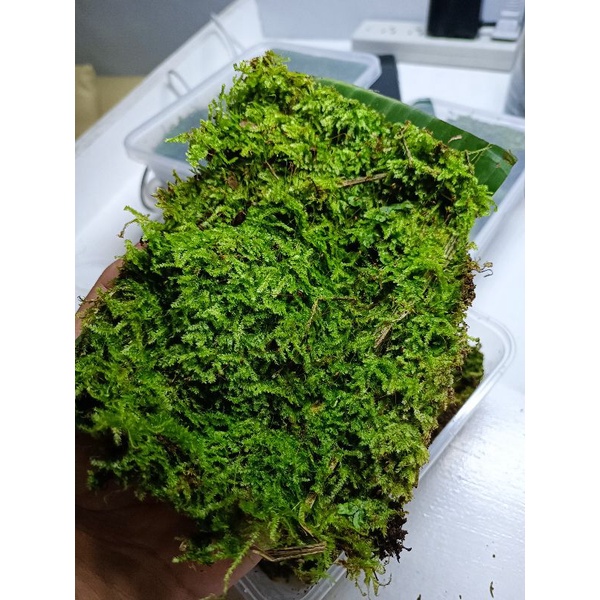 LIVE AND FRESH HYPNUM / SHEET MOSS, LOCAL FISSIDEN MINI (TERRESTRIAL ...