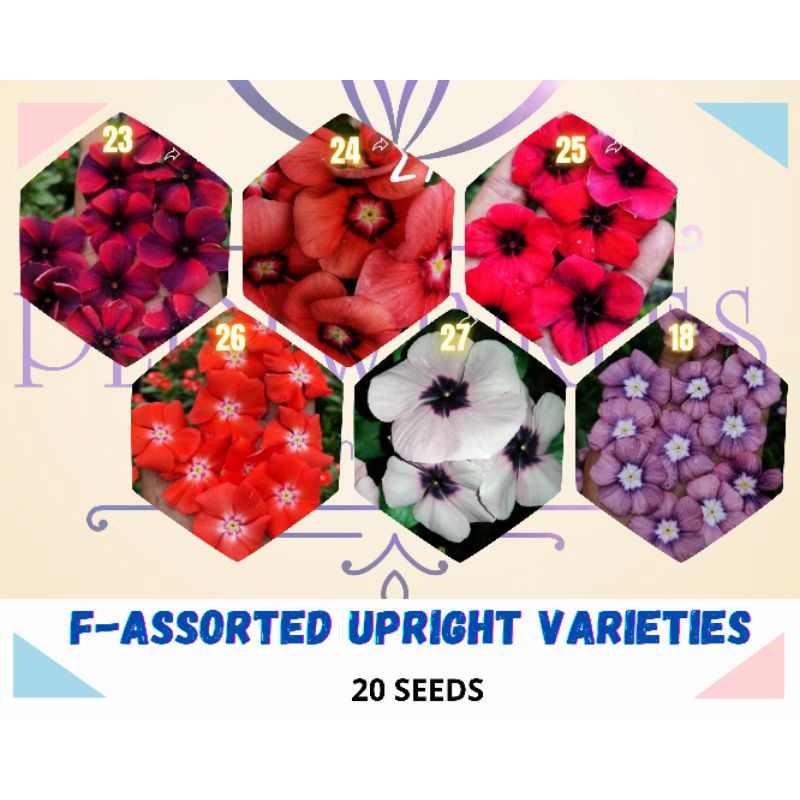 Indonesian Vinca/Periwinkle ASSORTED Upright (20 seeds) | Shopee ...