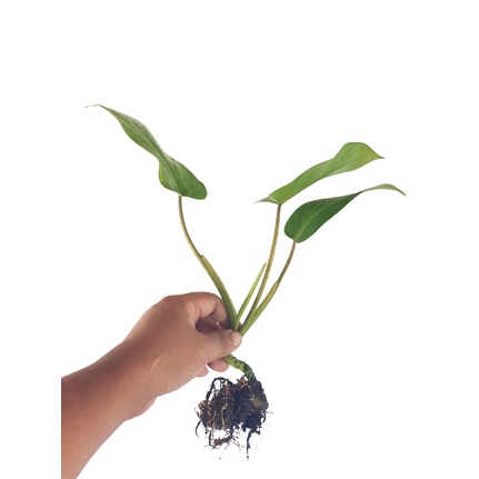 Philodendron Green Tuxtlanum Node with 2 to 3 Leaves and Roots (1 Pc ...