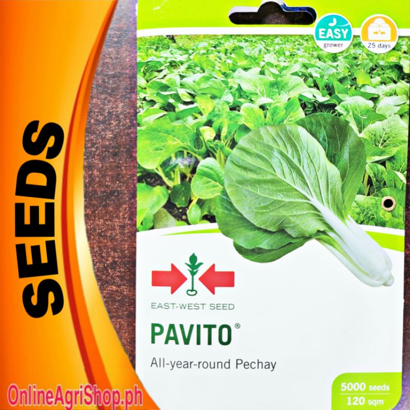 PAVITO OPV PETCHAY SEEDS (5000 SEEDS) EAST WEST SEEDS | Shopee Philippines