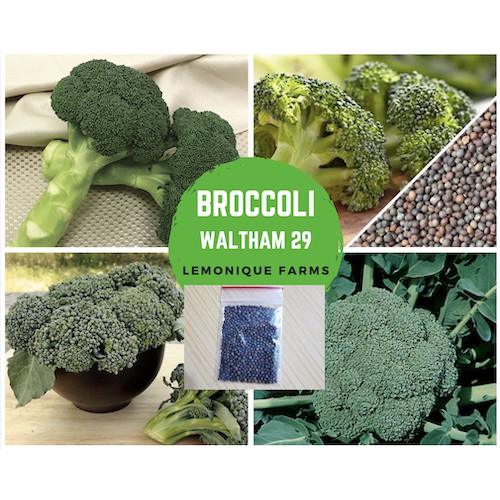 Broccoli seeds Heirloom | NON-GMO high Quality Seeds | Broccoli ...
