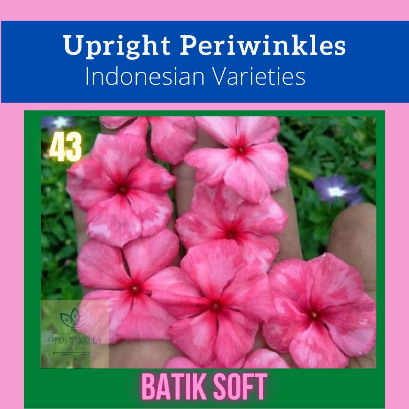 Indonesian Vinca/Periwinkle Batik Soft (10 seeds) | Shopee Philippines
