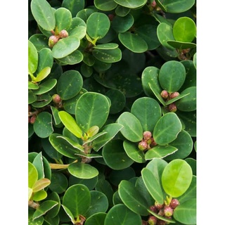Ficus nana/ microcarpa(5cuttings) | Shopee Philippines