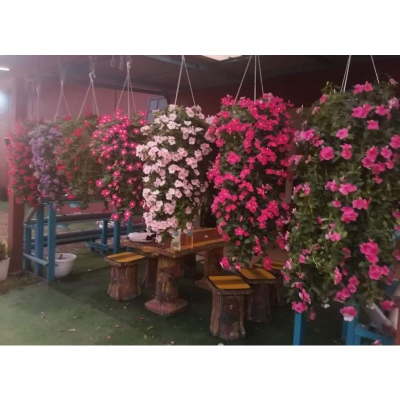 Hanging Periwinkle /Vinca Seeds (40+ seeds 10-12 varieties) | Shopee ...