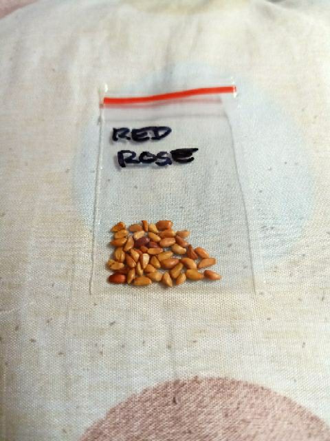 Red Rose Seeds (20pcs) | Shopee Philippines