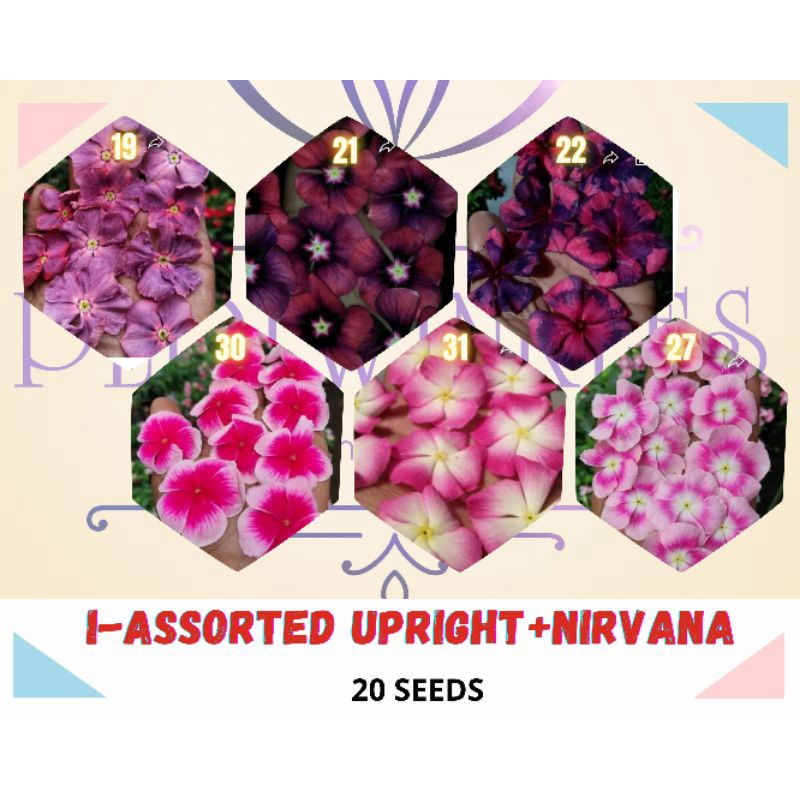 Indonesian Vinca/Periwinkle ASSORTED Upright+Nirvana (20 seeds ...