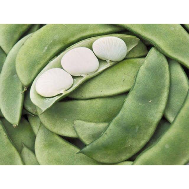 Patani (Lima) BIG Seeds vegetable-3g | Shopee Philippines