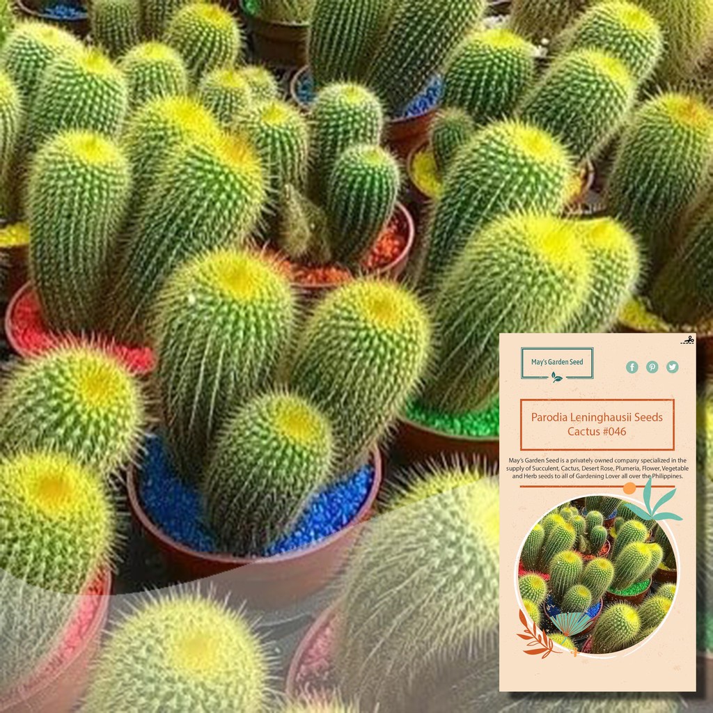 Parodia Leninghausii Seeds, Cactus Seeds, Variety#046 | Shopee Philippines