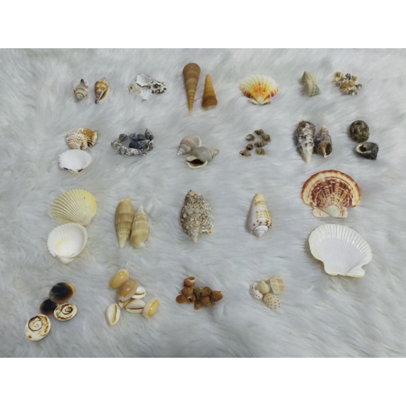 (100 Grams) Natural Shell Collections for Crafts & Souvenirs | Shopee ...