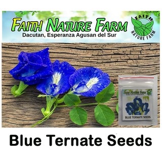 Blue Ternate Seeds (30 seeds) Butterfly Pea / Clitoria Ternatea seeds ...