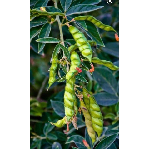 kardis/kadyos pigeon pea 20 seeds repack 30 pesos | Shopee Philippines