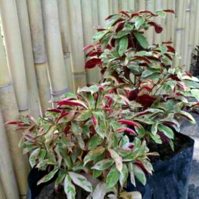 PICARA LIVE PLANT (Excoecaria Cochinchinensis) | Shopee Philippines