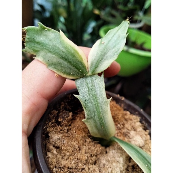 variagated schlumbergera cactus) crab cactus | Shopee Philippines