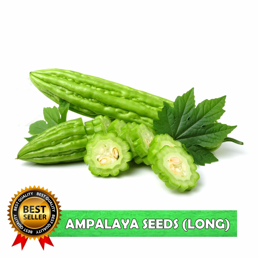 AMPALAYA SEEDS -10pcs seeds /F1 HYBRID/LONG GREEN/HIGH YIELD (1PACK ...