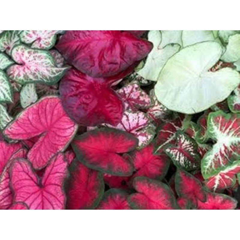 Caladium Plant Seeds | Shopee Philippines