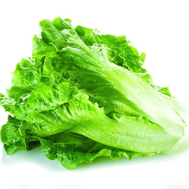 50pcs Litsugas Lettuce Seeds Vegetable Seeds Fresh From Farm Seeds 2 ...