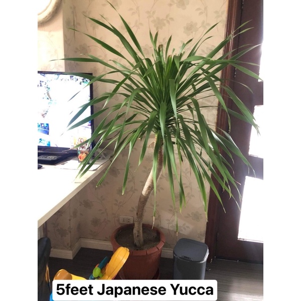 JAPANESE YUCCA PLANT WITH GARDEN SOIL AND PLASTIC BAG | Shopee Philippines