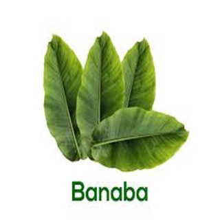 Banaba leaves/Dahon ng Banaba(20pieces) | Shopee Philippines