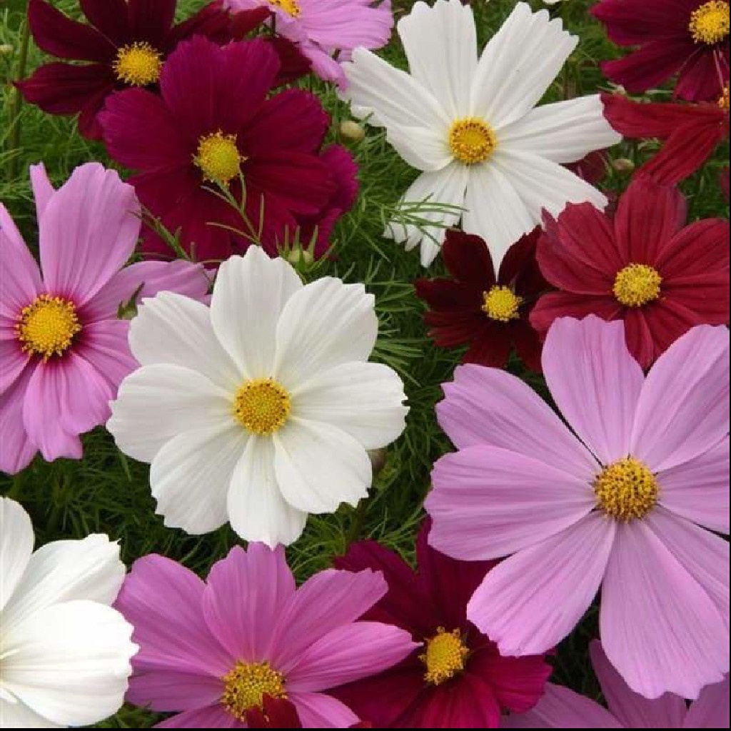 Cosmos Dwarf 20 Seeds Cosmos Bipinnatus Mixed Colors (Pink, Red, White ...