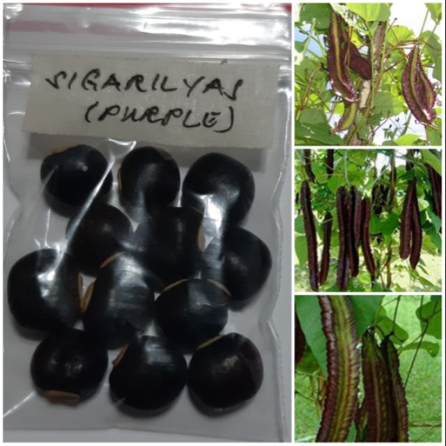 Sigarilyas or Winged Bean Seeds Purple Variety | Shopee Philippines