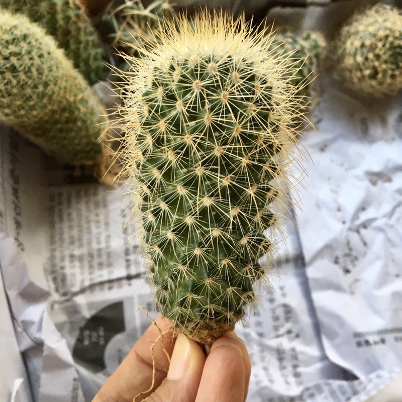 Cactus Live plant uprooted | Shopee Philippines