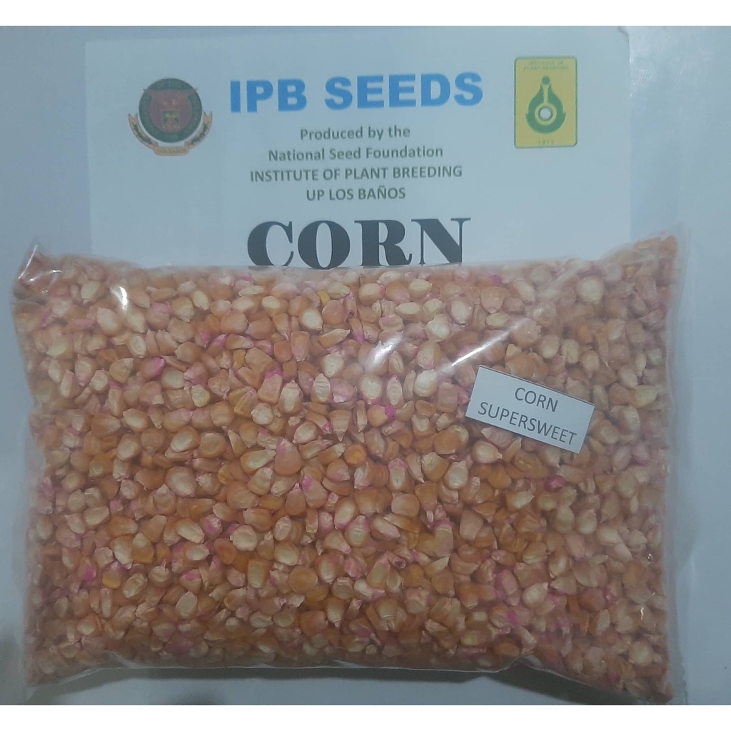 IPB Super Sweet Corn Planting Seeds (1kg) | Shopee Philippines
