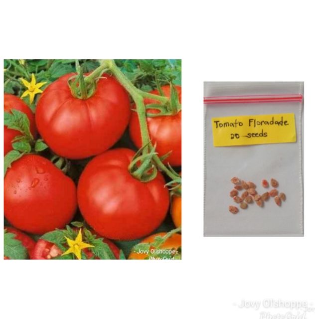 Tomato Floradade 20 Seeds | Shopee Philippines