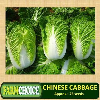 CHINESE CABBAGE / PECHAY BAGUIO SEEDS (75 seeds) | Shopee Philippines